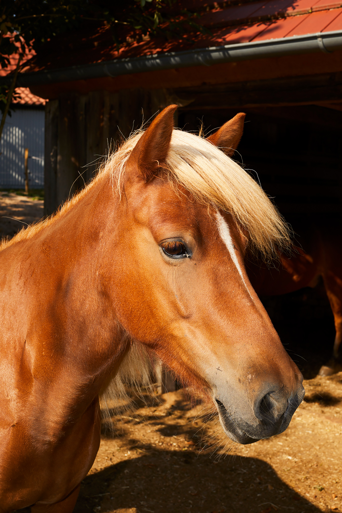 sebastian arlt — Lea Schmidbauer